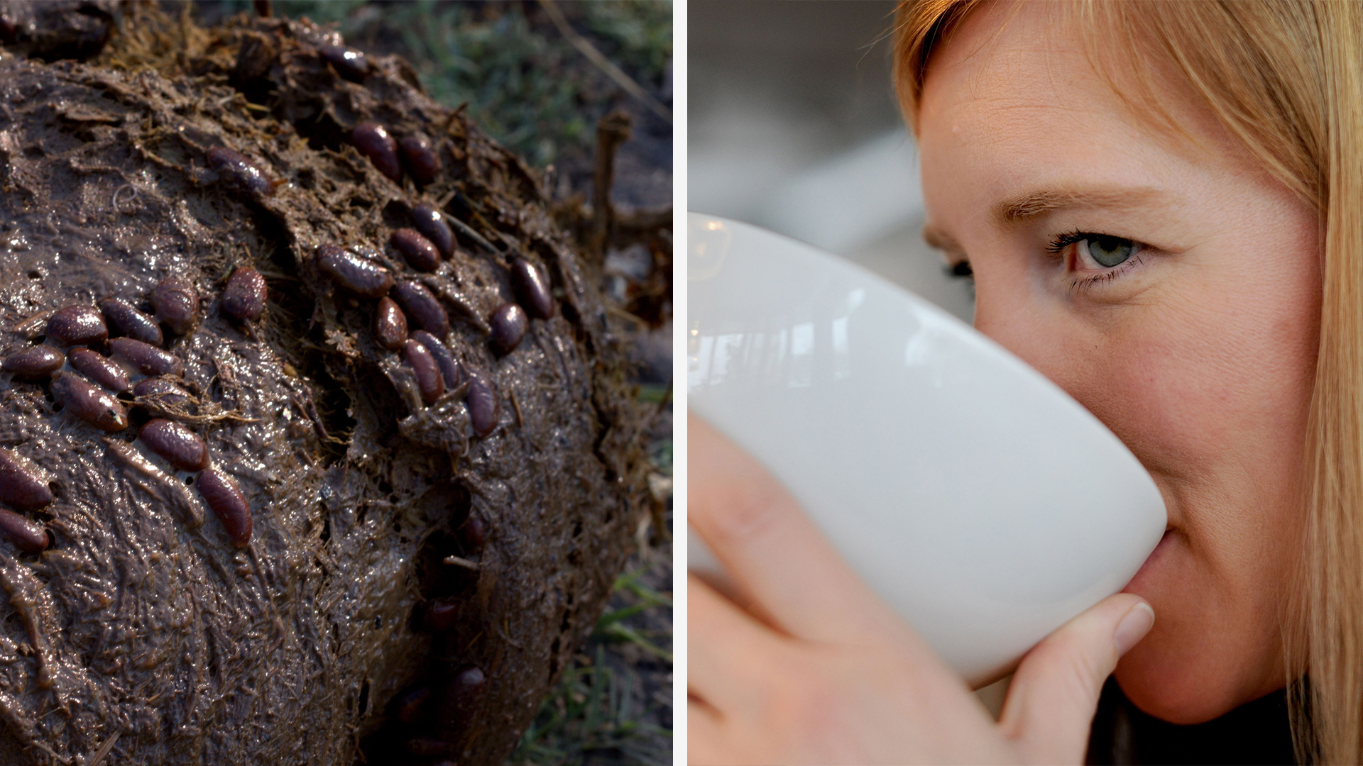 Verdens mest luksuriøse kaffe: Kr 7.500,- pr kilo | Lyden av Norge