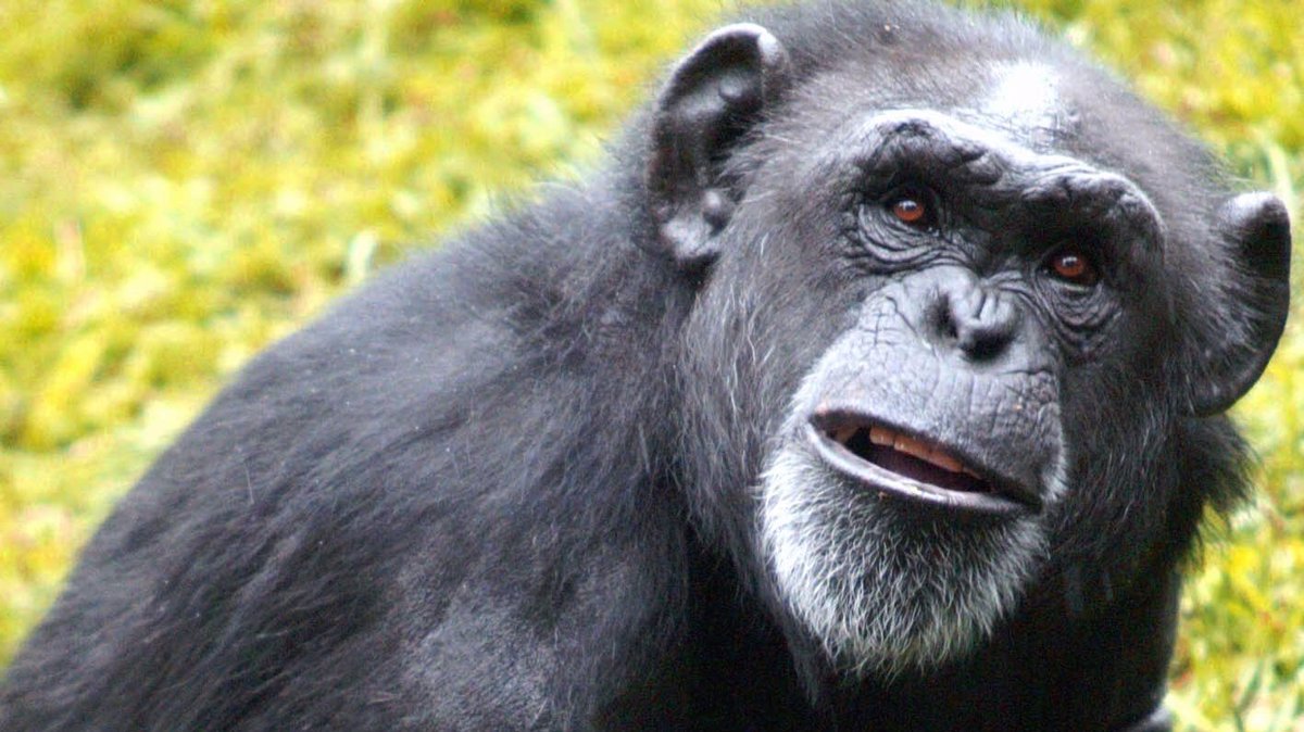 Hvilket dyr ligner mest på mennesket?