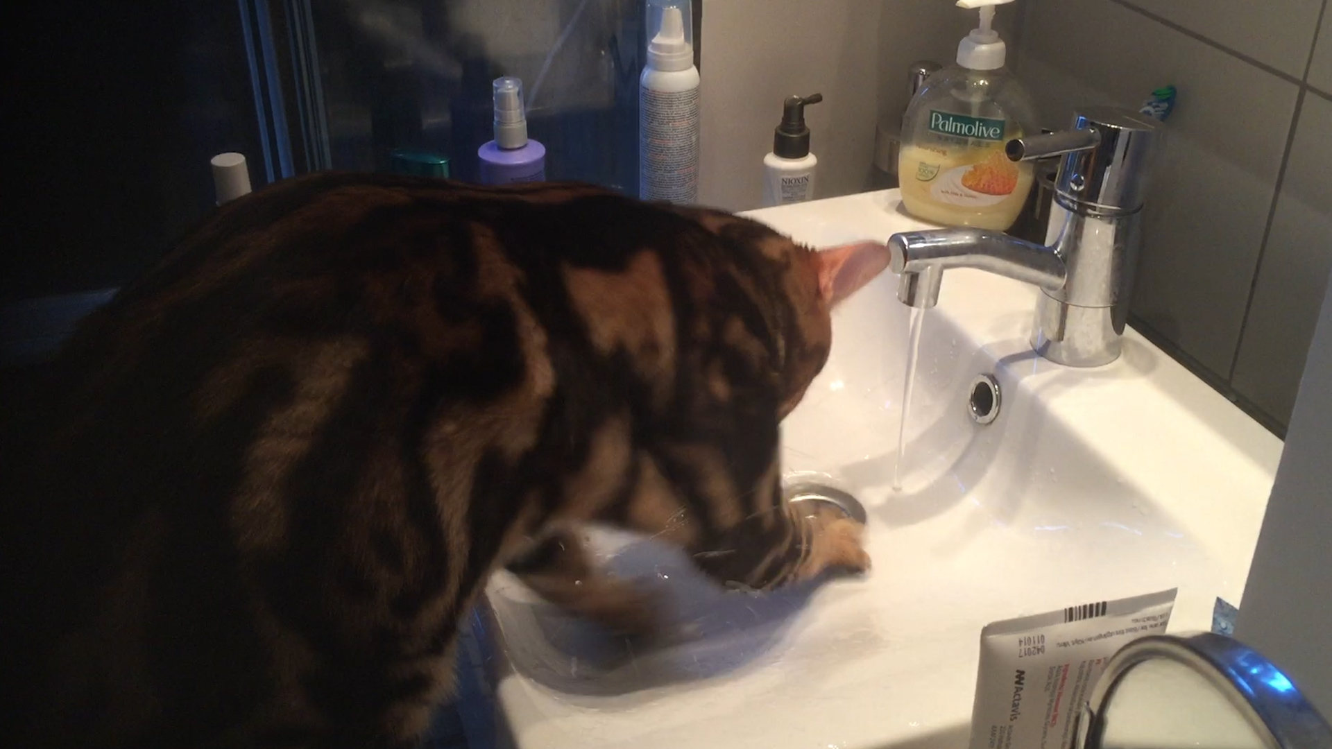 Hvilke rare ting gjør kjæledyret ditt? | Lyden av Norge