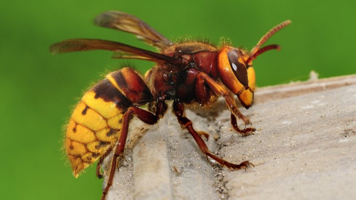 PASS DEG: Monstervepsen er tilbake i Norge | Lyden av Norge