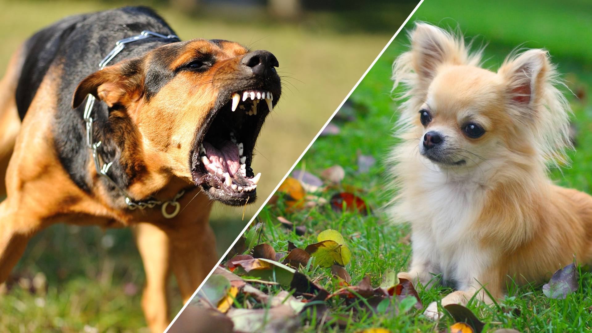 Dette er verdens mest aggressive hunderase | Lyden av Norge