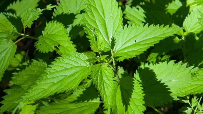 Derfor bør du bruke teip hvis du brenner deg på brennesle | Lyden av Norge