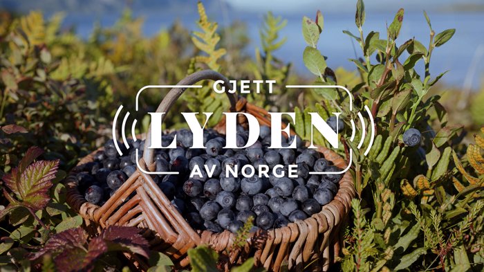 Avslør lyden og vinn pengene! | Lyden av Norge
